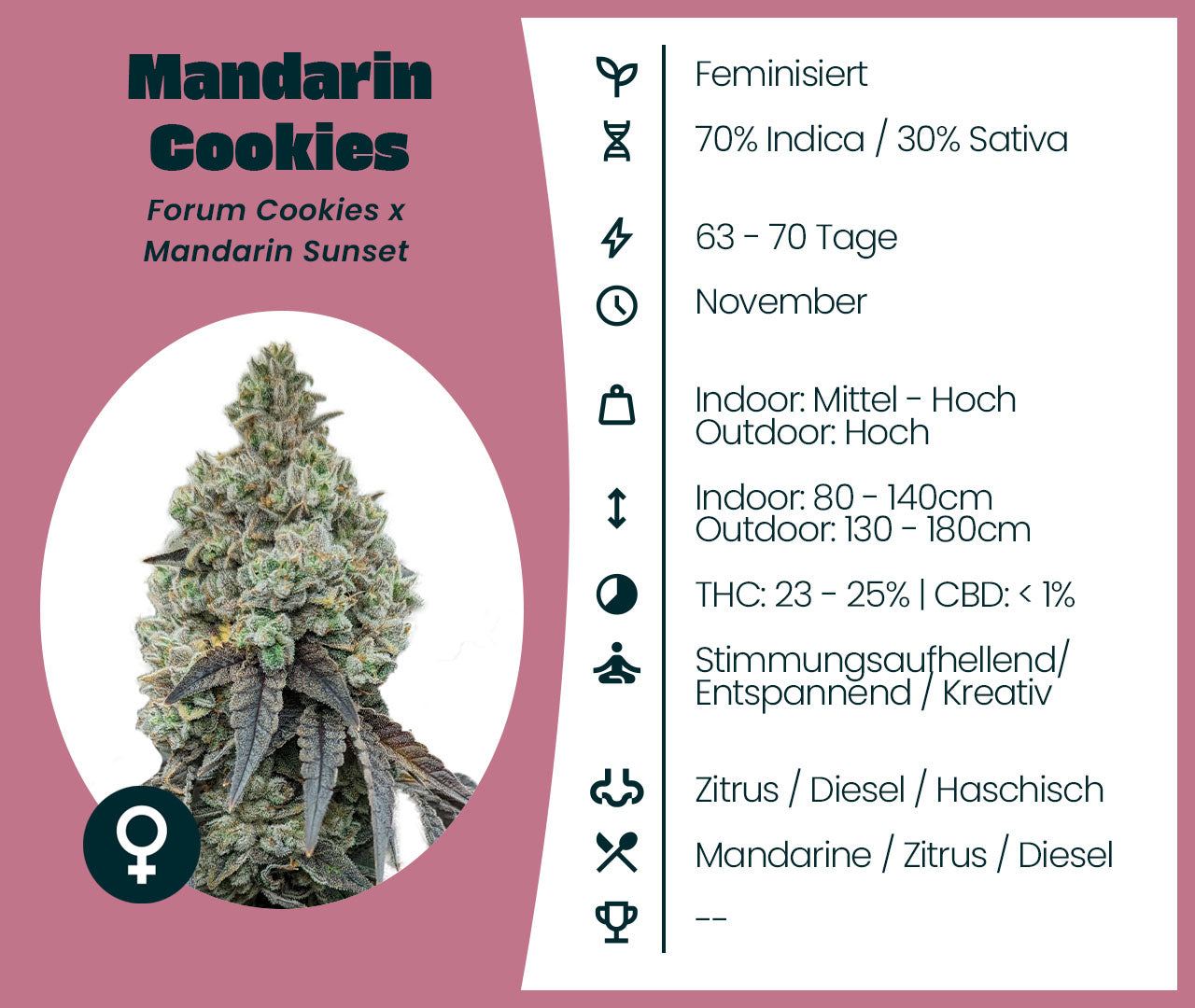 Gratis Samen - Mandarin Cookie | Cannabis Samen Online – Seed Supplier GmbH